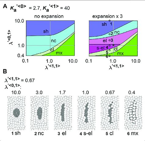Difference In Cell Cell Adhesion Contributes To Cell Cluster Download Scientific Diagram