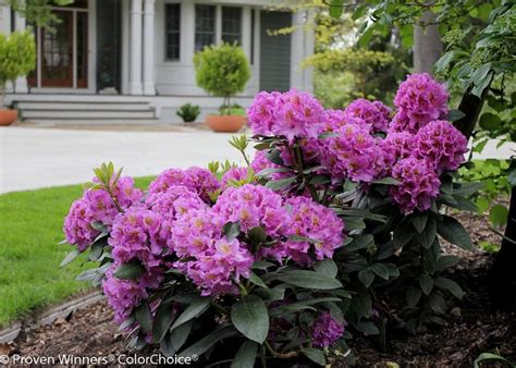 How To Start A Rhododendron Bush Step By Step Guide 2026