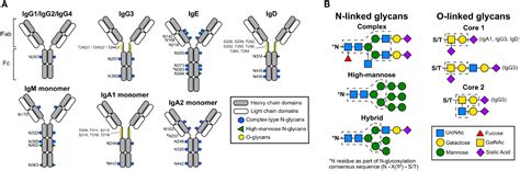 What Is Antibody Glycosylation