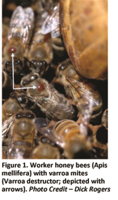 Honey Bee Health Coalition Releases Guide To Help Beekeepers Detect Control Varroa Mite