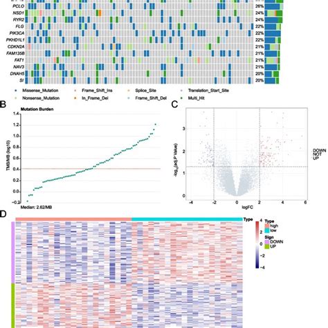 Mutated Profiling In Tcga And Differential Expression Analysis Download Scientific Diagram