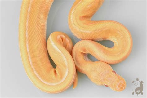 Python Regius Albinos Genetic Stripe