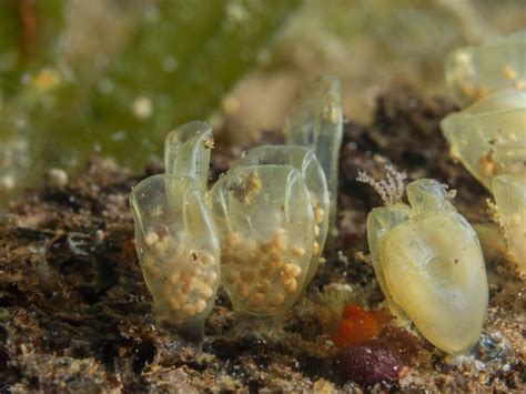 Cone Shell Egg Case Conus Sp
