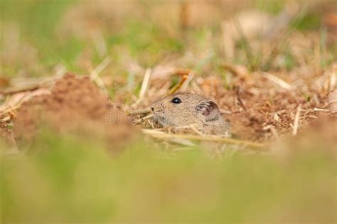 The Field Mouse Is Looking Out Of Its Burrow Microtus Levis Stock Image Image Of Cute Color