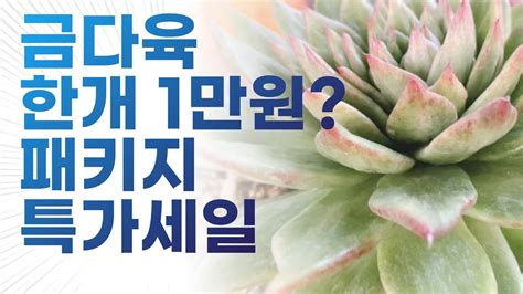 판매완료 10월 29일 ☀️금다육☀️ 개당 1만원 주말 특가세일 다육이 금다육 다육이키우기 Youtube