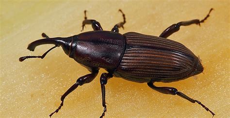 Pesquisa Inovadora Busca O Controle Biológico Do Sphenophorus Levis O