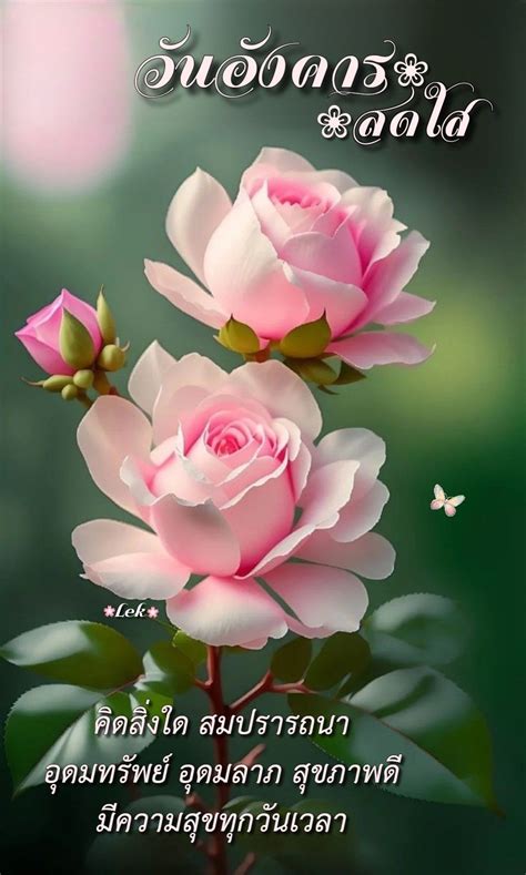 วันอังคารสดใส ดอกไม้ สวัสดีตอนเช้า การถ่ายรูปบุคคล