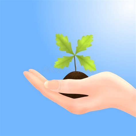 Hand Holding Oak Sapling On White Stock Illustration Illustration Of