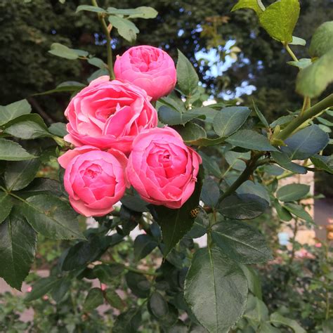 무료 이미지 자연 꽃잎 여름 꽃 무늬의 꽃다발 장미 꽃 봄 식물학 꽃들 관목 플로리 분다 꽃 피는 식물 정원 장미 장미 가족 육상 식물 로사