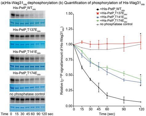 Dephosphorylation Of Fhaa By Pstp And Phospho Mimetic 765 Isoforms 766
