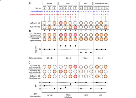 Principles Of Copy Number And B Allele Frequency Calculation And