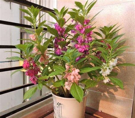 花儿从哪里长出来 花儿怎么来的 花儿从什么地方钻出来 大山谷图库