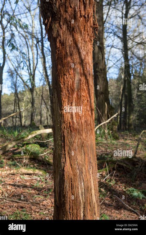 Young Redwood Tree Sequoia In A Forest In England Showing Damage To