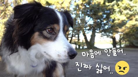 말리지마 오늘 진짜 화났어 착한 보더콜리의 반전 Youtube