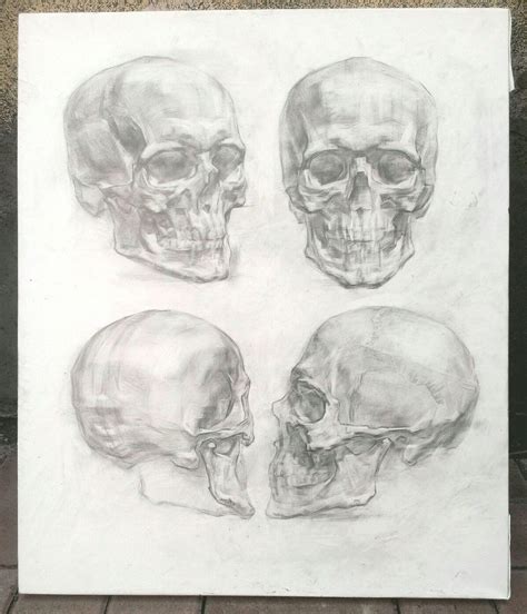 Череп академический рисунок 82 фото