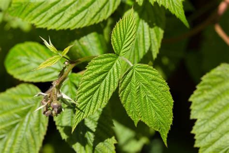Raspberries Leaves Flowers And Care Plantura