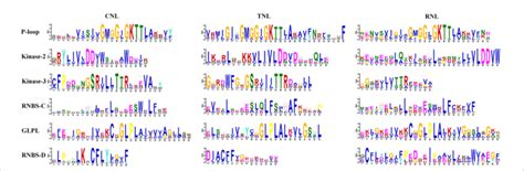 Six Conserved Motifs In The Nucleotide Binding Site Nbs Domain Of The Download Scientific