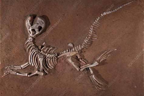 Psittacosaurus Dinosaur Fossil Stock Image C060 4373 Science Photo Library