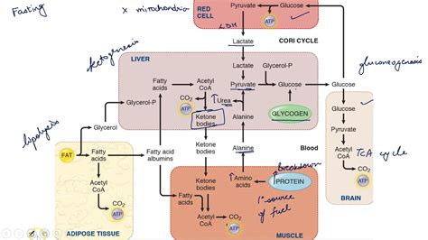 Metabolism In Fasting And Starvation Neetpg Aiims Mednerd Usmle Youtube