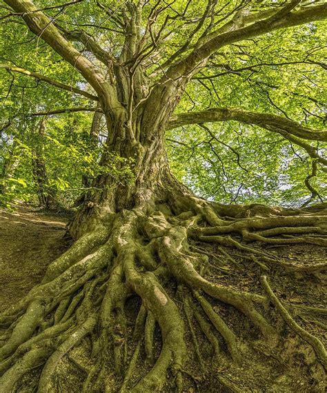 Tree Branch Crown Branches Aesthetic Old Tree Log Bark Pikist