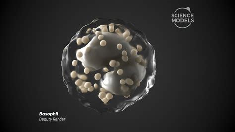 Basophil Cell 3d Model Animated Cgtrader
