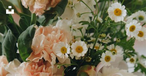 흰색과 베이지색 꽃 사진 Unsplash의 무료 꽃 이미지