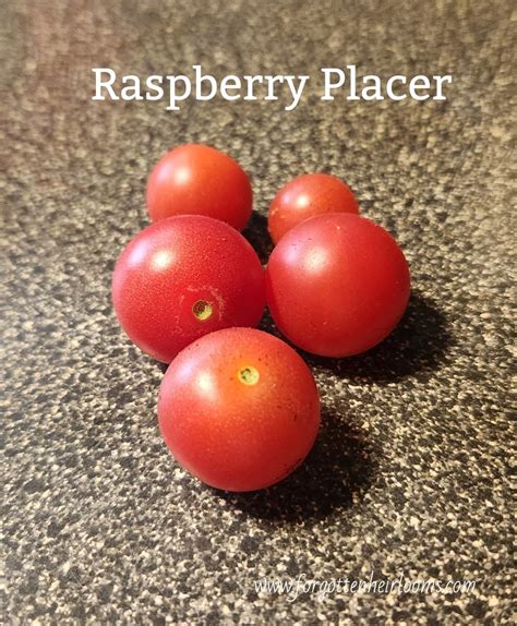 Micro Dwarf Raspberry Placer