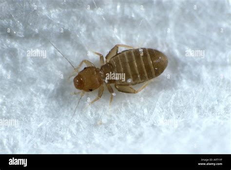 Book Louse Banque Dimage Et Photos Alamy