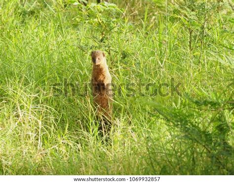 Mongoose Originally Southeast Asia Java Mongoose Stock Photo 1069932857 Shutterstock
