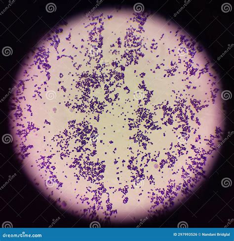 Staphylococcus Aureus Gram Stain Occurrence And Phenotypic