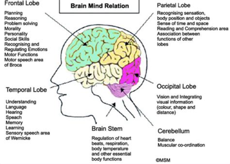 Psychology Flashcards Quizlet