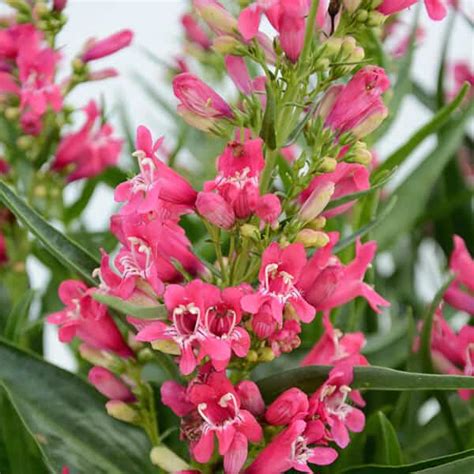 Rock Candy® Ruby Beardtongue Grown By Overdevest