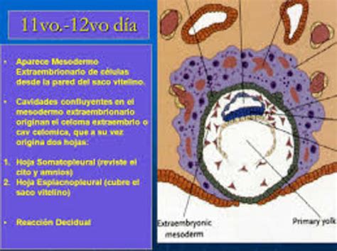 Ontogénesis Timeline Timetoast Timelines