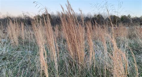 Identifying Broomsedge In Fall And Winter Grasses At A Glance