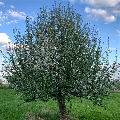Wolf River Apple — Roots To Fruits Nursery