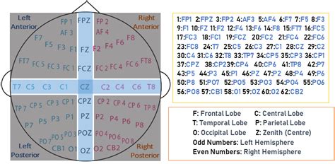 Block Diagram Of Channel EEG Device Used To Collect Data And Download Scientific Diagram