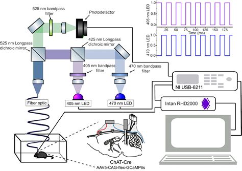 Frontiers Simultaneous Electrophysiology And Fiber Photometry In Freely Behaving Mice