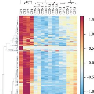 RNA Seq Data Analysis For The CON CP CONR And CPR Groups Total RNAs Download Scientific
