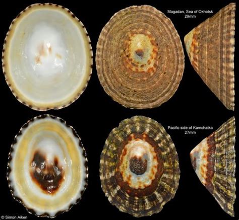 Lottia Pelta 29mm 27mm Shell Simon Aiken Shells