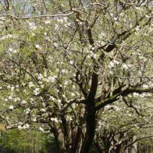 Common Pruning Mistakes To Avoid In MetroWest MA American Climbers