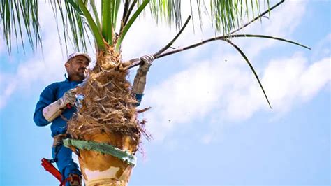 How To Fertilize Palm Trees Secrets To A Tropical Paradise Forestry Com