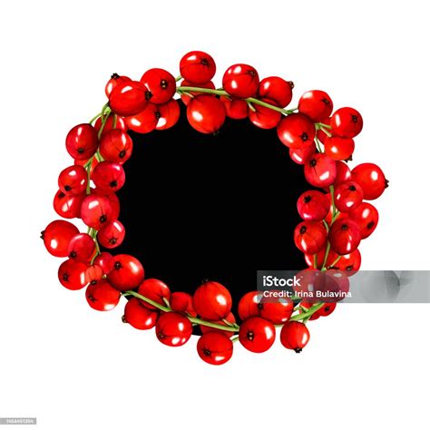 검은 배경에 격리된 빨간색 익은 건포도 열매의 수채화 프레임 손으로 그린 식물 그림입니다 클립 아트 베리 분기 프레임입니다 비바