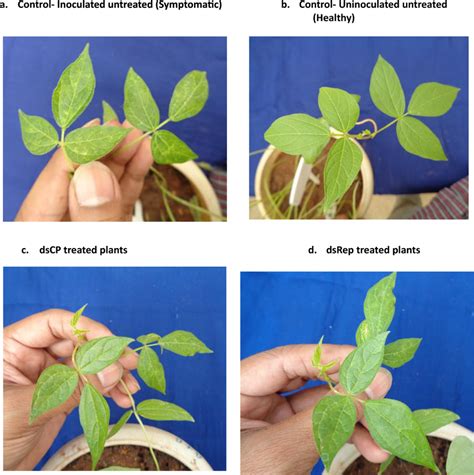 Dsrna Treated Plants Comparison Of Trifoliate Leaf Emerged At 7 Days Download Scientific