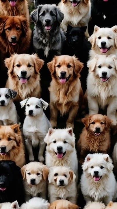 세상에서 가장 귀여운 강아지 Youtube