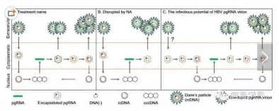 科学网—hbv Rna：乙肝病毒研究的重要进展 聂广的博文