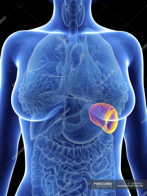 Illustration Of Female Silhouette With Highlighted Spleen — Health