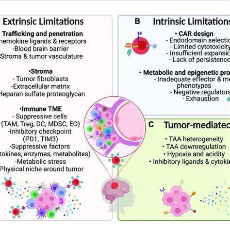 Potential Limitations For Car T Cell Therapy In Pbts A Extrinsic Download Scientific