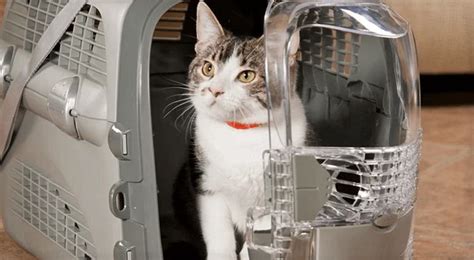 Как перевозить в самолете кошку правила перевозки