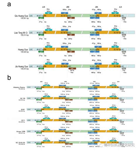 植物叶绿体基因组 叶绿体泛基因组和比较转录组学揭示黄瓜的遗传变异和温度适应性 知乎
