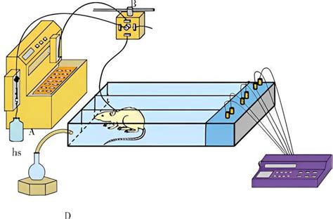 学习笔记 ｜ 小鼠经典行为学实验分享 知乎